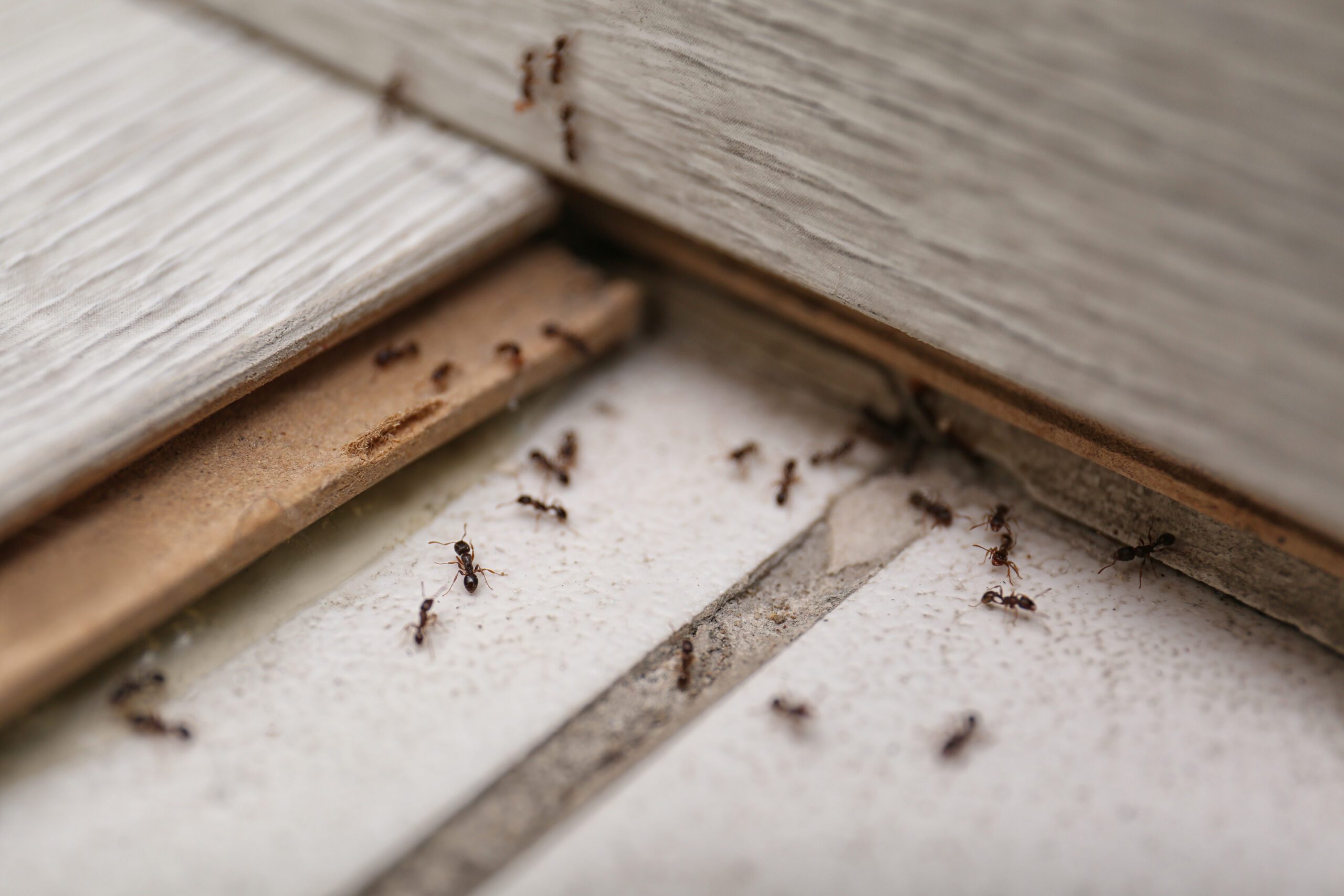 What to Expect During a Professional Ant Nest Removal - Evo Pest Control