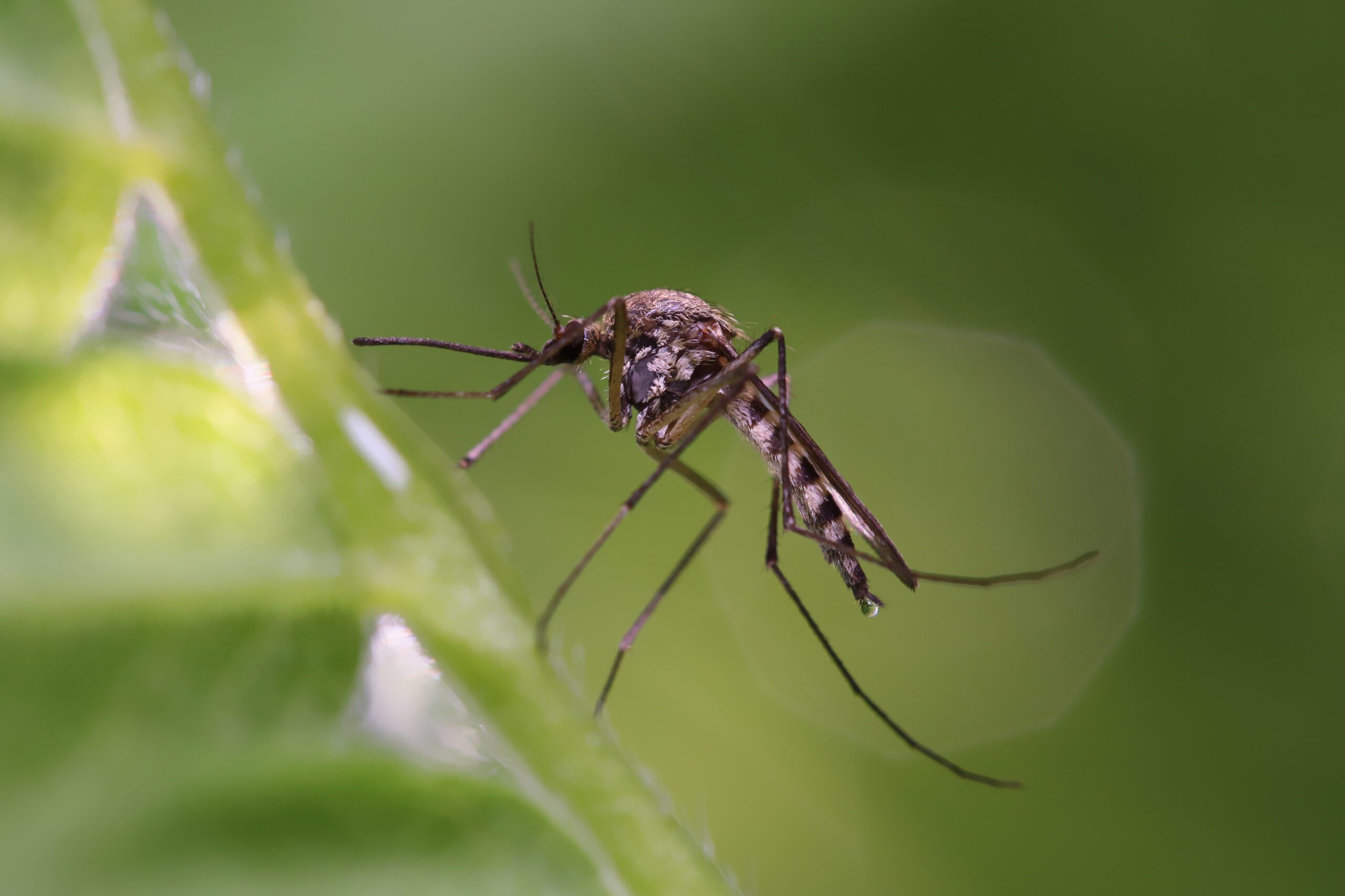 Winter Mosquito Strategies: Why They Still Matter After Summer - Evo ...