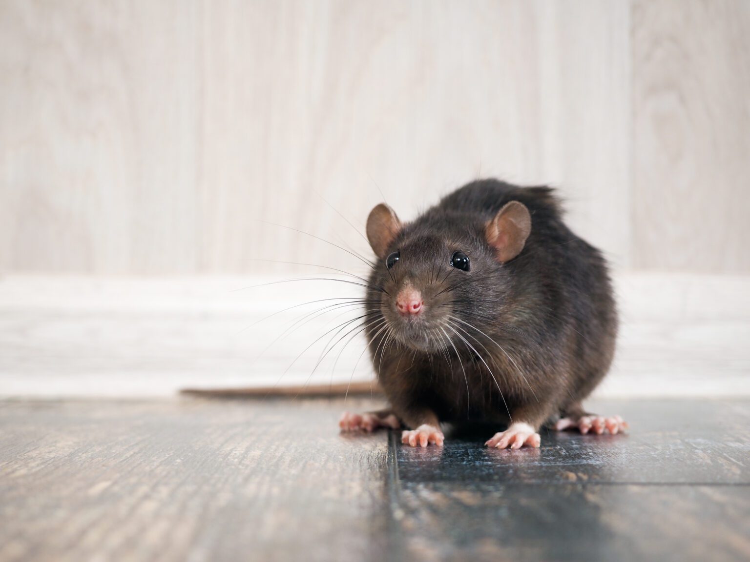 Rodent-Proofing Your Property: Tips and Tricks - Evo Pest Control